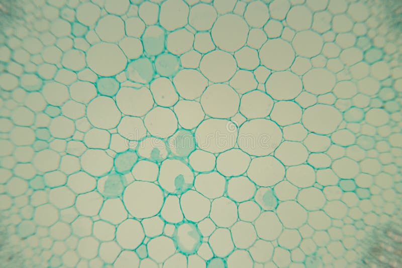 Plant Stem Under the Microscope for Classroom Education. Stock Image ...