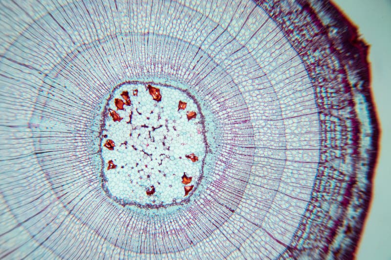 Plant Stem Under the Microscope for Classroom Education. Stock Image ...