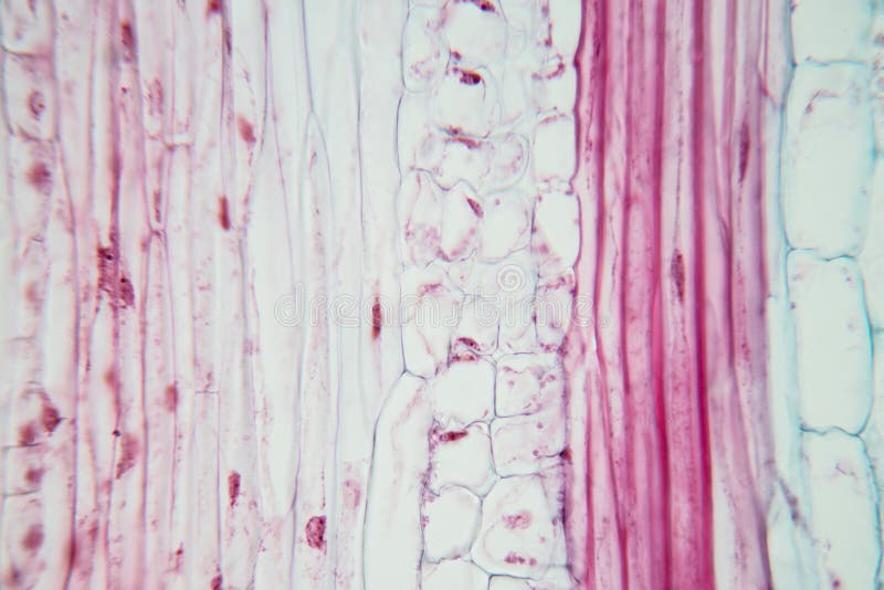 Plant Stem Under the Microscope for Classroom Education. Stock Photo ...