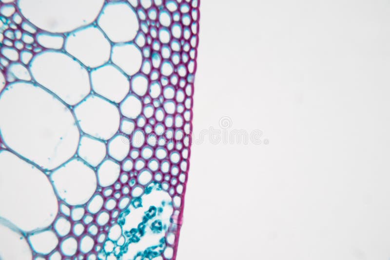Plant Stem Under the Microscope for Classroom Education. Stock Image ...