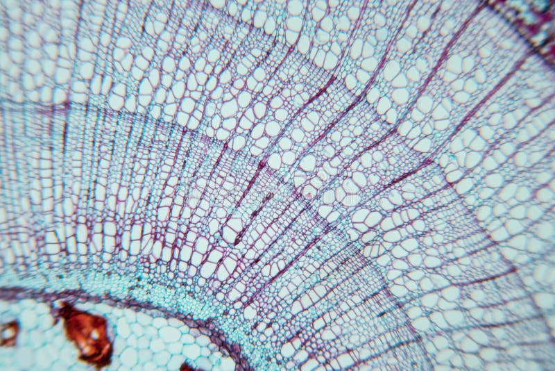 Plant Stem Under the Microscope for Classroom Education. Stock Image ...