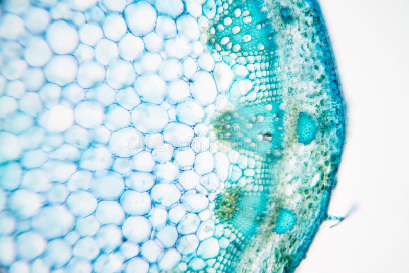 Plant Stem Under the Microscope for Classroom Education. Stock Photo ...