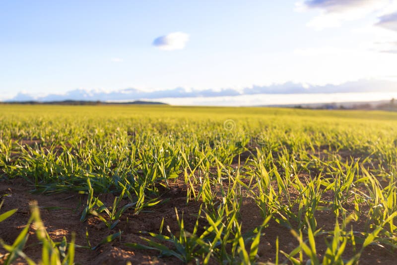 Plant Stems in the Green Field Bottom View Stock Photo - Image of field ...