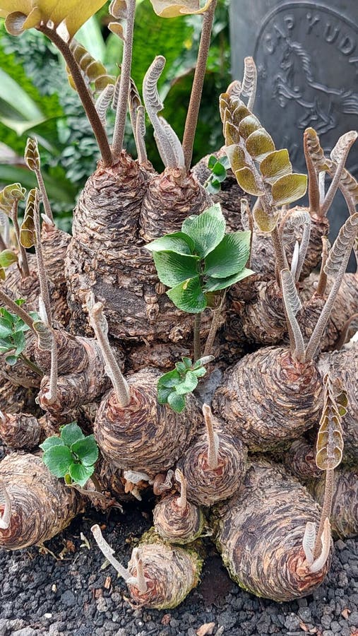 Plant Stems Overlapping Each Other in a Plant Pot Stock Image - Image ...