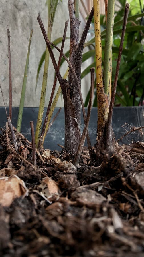 Plant Stems Seen from the Ground Stock Photo - Image of leaf, branch ...