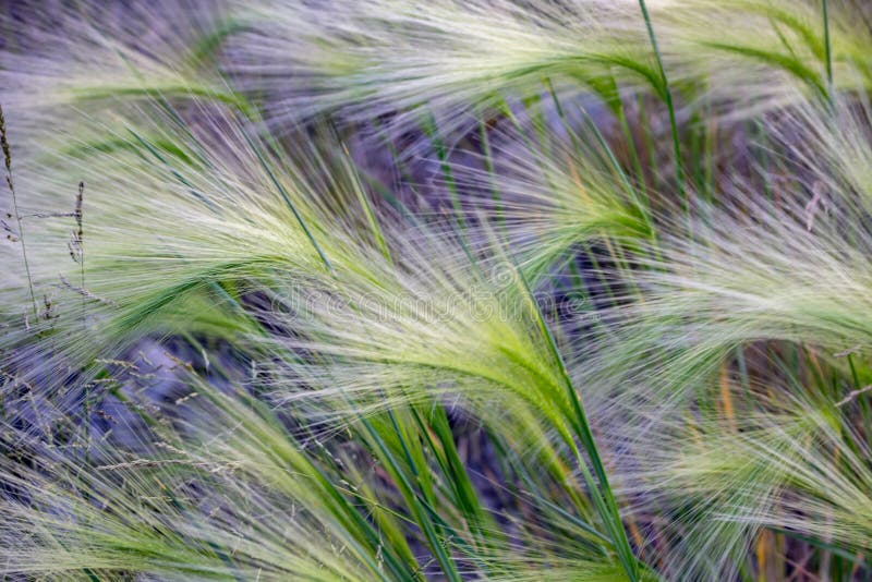 Plant Stipa grass stock image. Image of grass, spear - 140622817