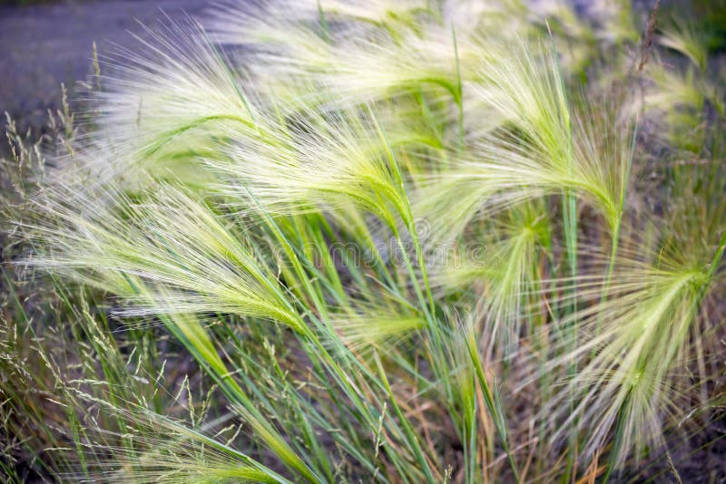 Plant Stipa grass stock image. Image of plant, russia - 140622845