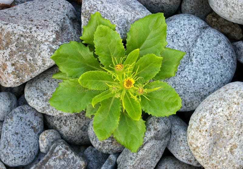 Plant on stone stock image. Image of green, coast, nature - 11162933