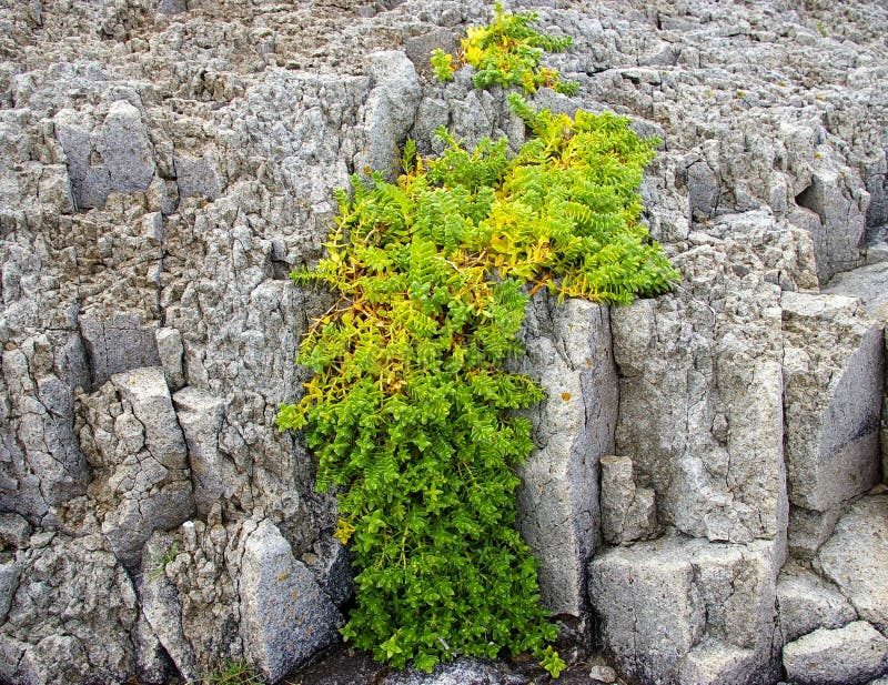 Plant on stone stock image. Image of green, coast, stone - 11601749