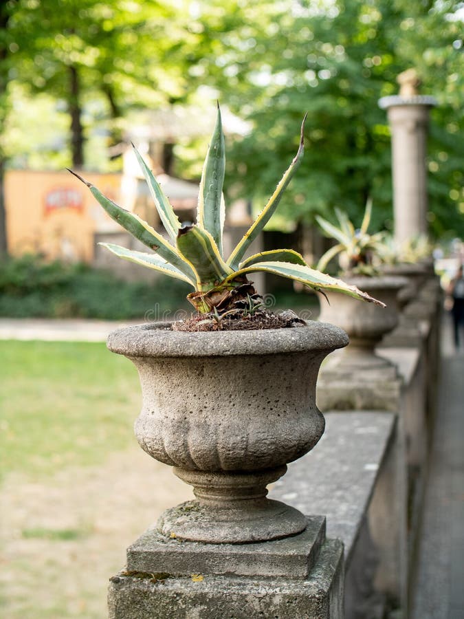 A plant in a stone pot stock photo. Image of stone, flora - 136794288