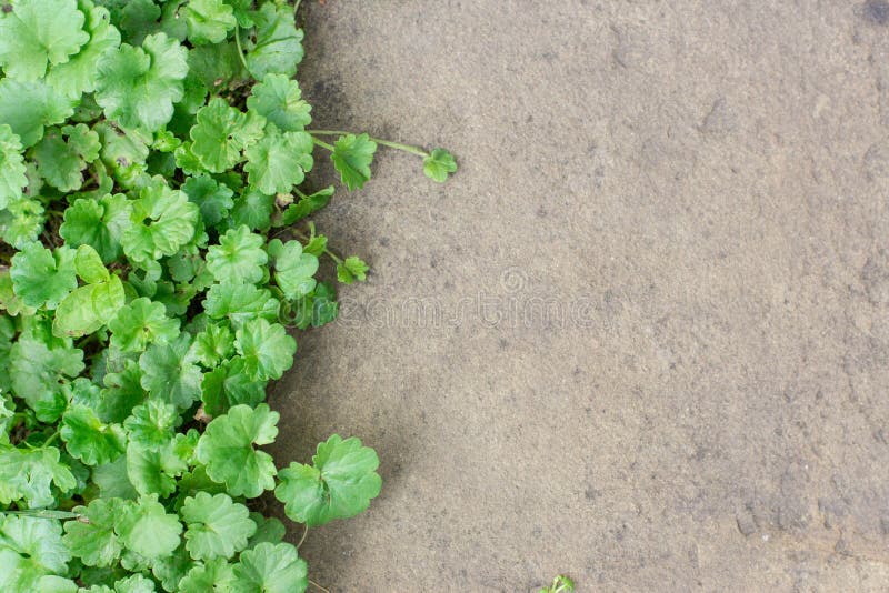 Plant on the Stone Texture. Pathway in the Garden Stock Photo - Image ...