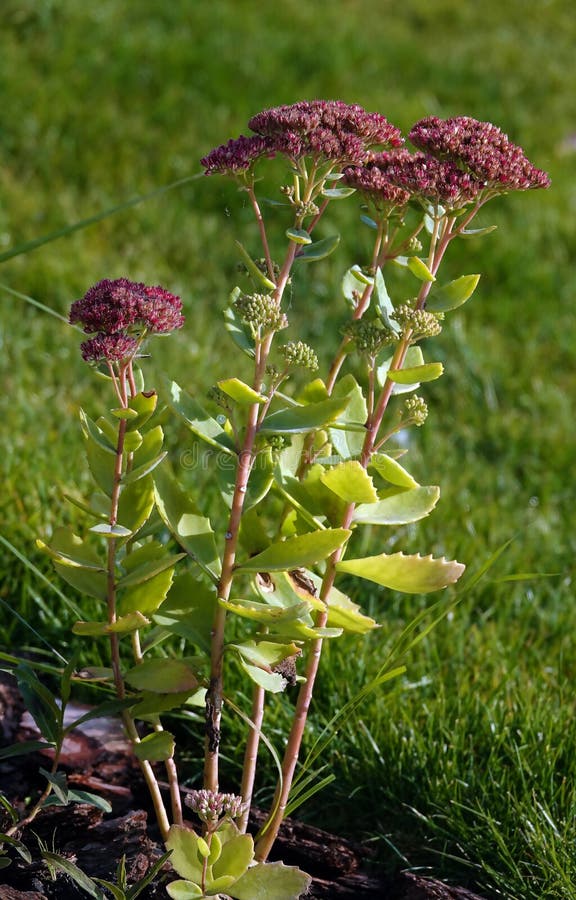 Plant stonecrop prominent stock image. Image of stem - 255131031