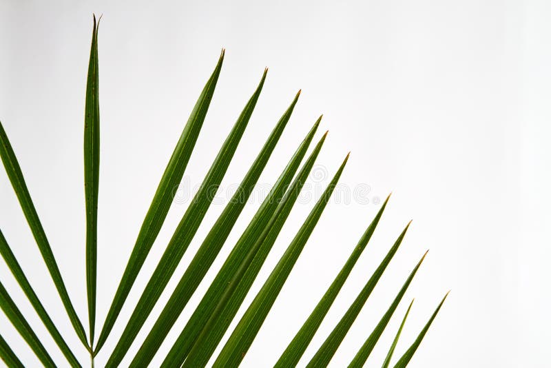 Plant with Straight Long Leaves. Stock Photo - Image of deliciosa ...