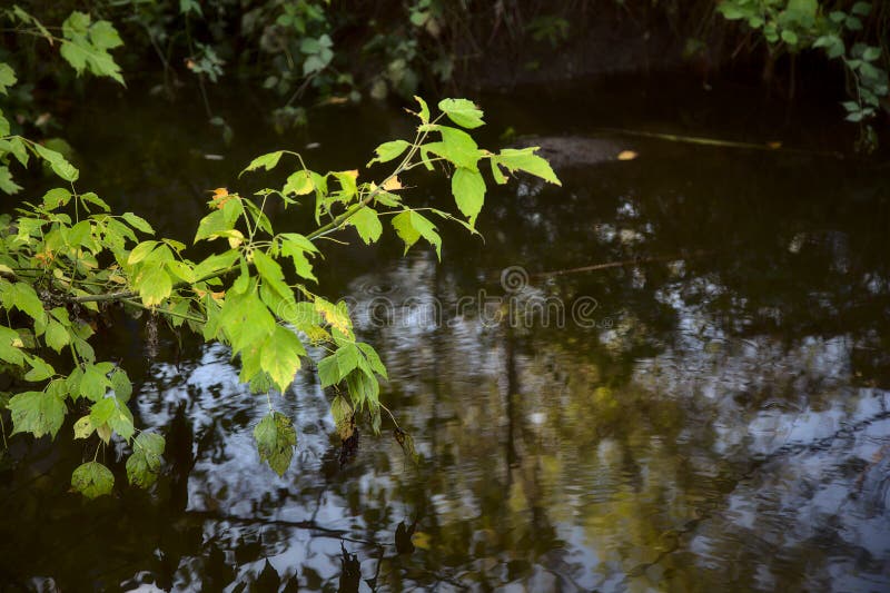 Plant in a Stream of Water in Autumn Stock Photo - Image of duck, lake ...