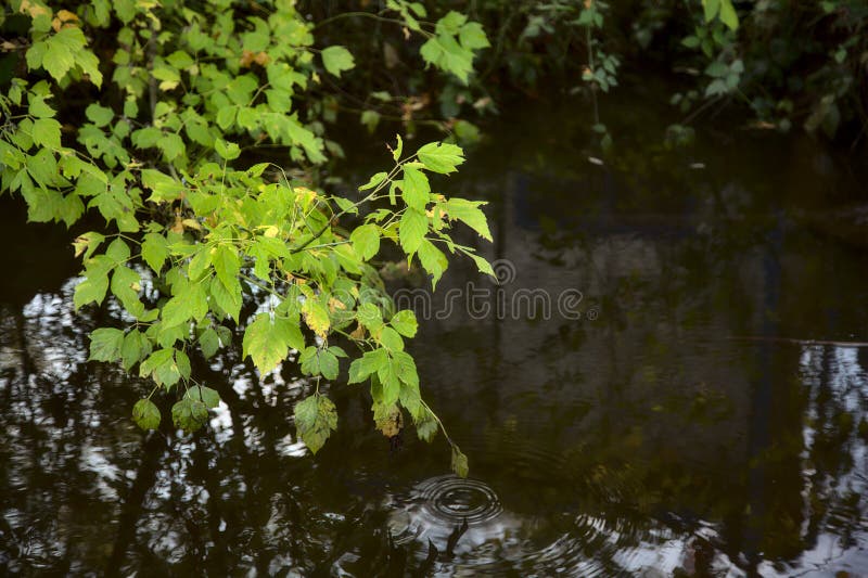 Plant in a Stream of Water in Autumn Stock Image - Image of colourful ...