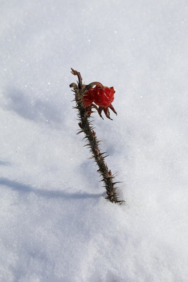 Plant Striving in the Cold Winter Alone Stock Photo - Image of plant ...