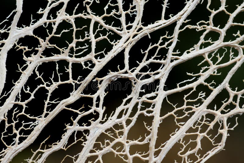 Plant structure stock image. Image of plant, wood, structure - 31508235