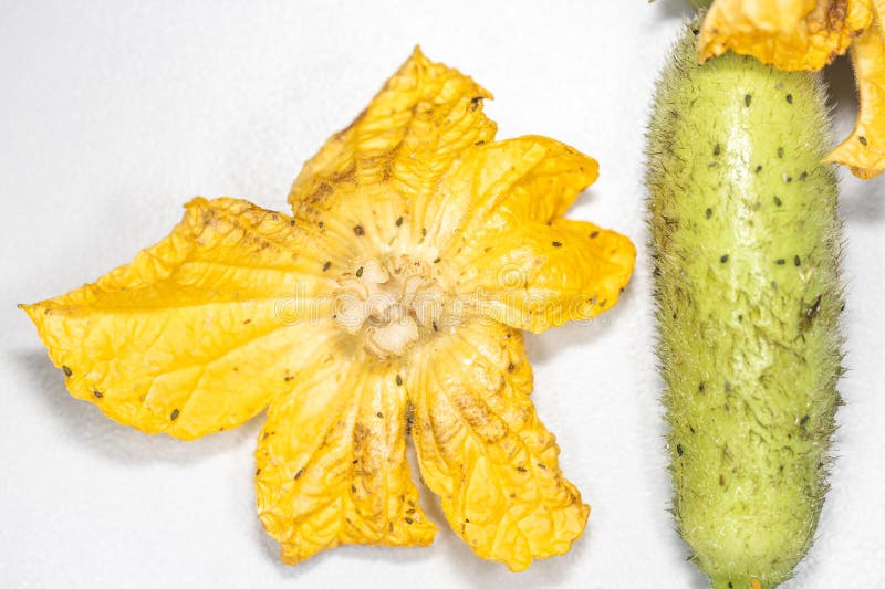 Structure of Flowers, Fruits and Seeds in Laboratory. Stock Photo ...