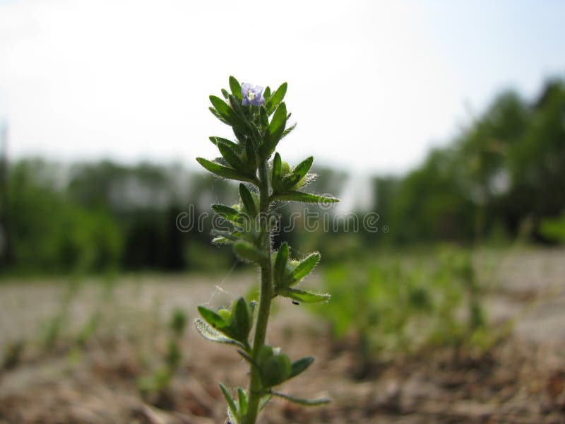 Plant, Subshrub, Herb, Plant Stem Stock Image - Image of plant ...