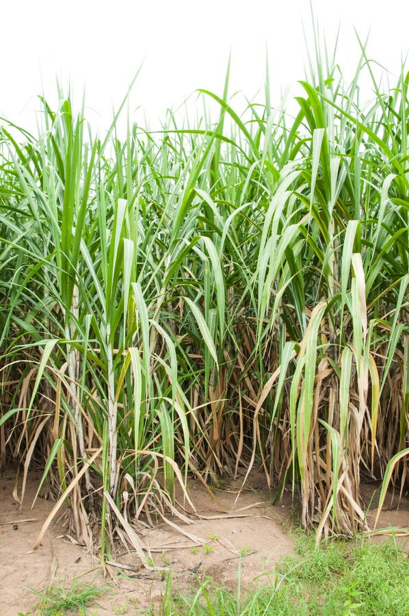 Sugarcane Farm Landscape stock image. Image of biomass - 116272431
