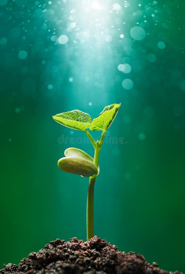 Plant with sunbeam stock photo. Image of plant, sowing - 49774606