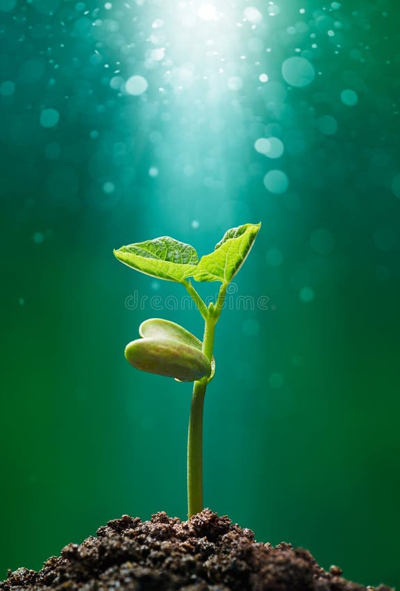 Plant with sunbeam stock photo. Image of plant, sowing - 49774606
