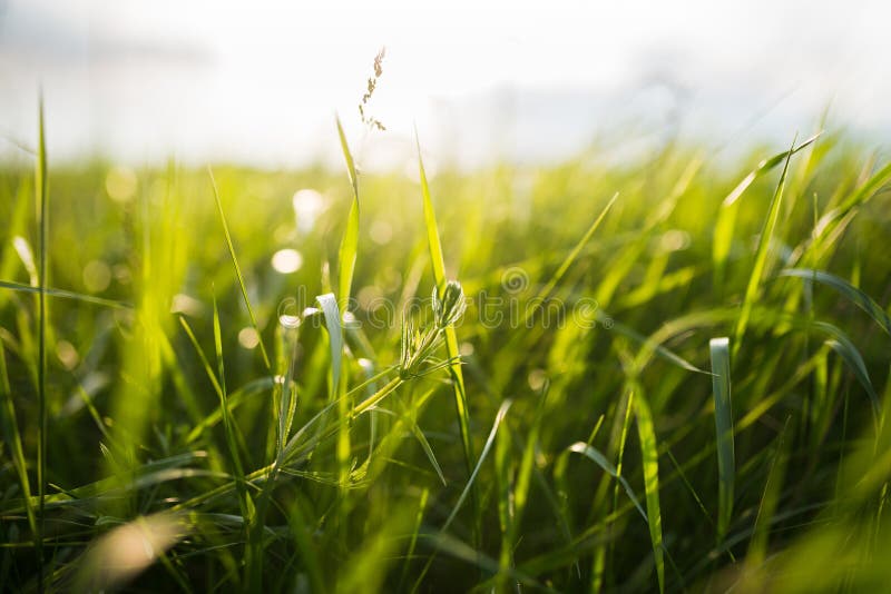 Plant in Sunny Grass stock photo. Image of field, lawn - 71129170