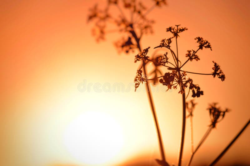 Plant in sunset stock photo. Image of flower, evening - 230556088