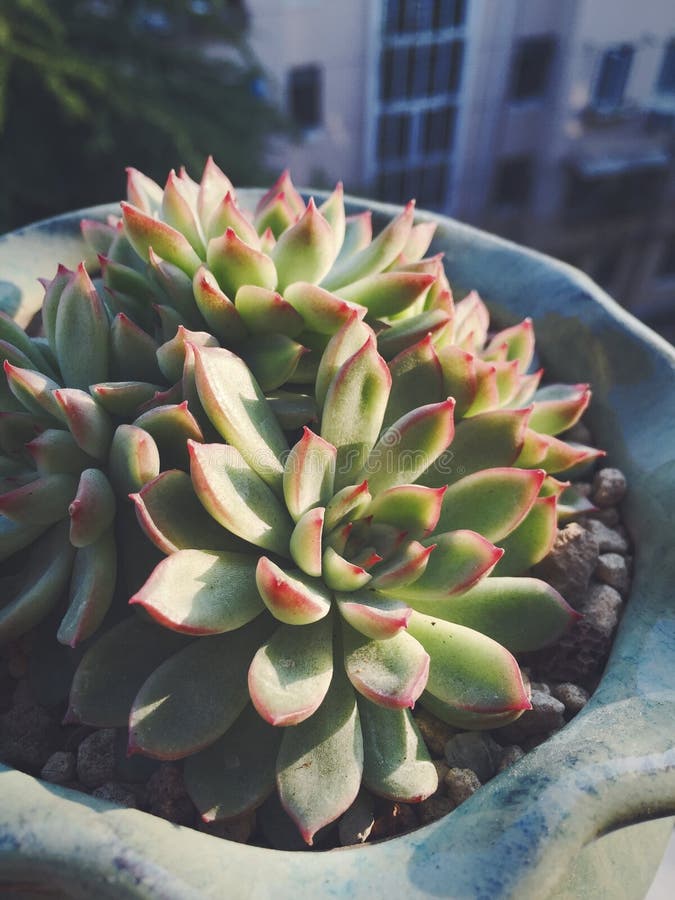 Plant stock image. Image of sunshine, plant, weekend - 60956843