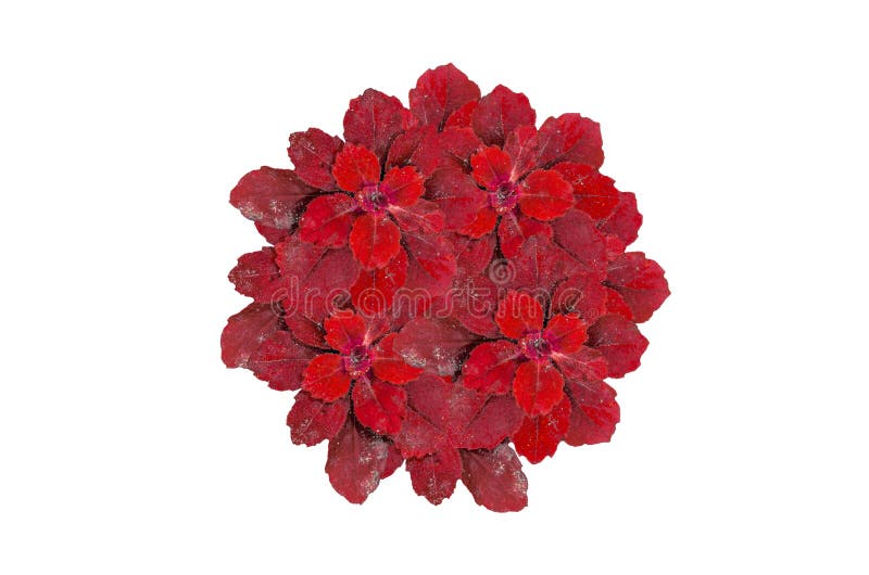 Obnoxious Color Stock Photos - Free & Royalty-Free Stock Photos from ...