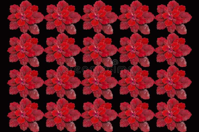 Obnoxious Color Stock Photos - Free & Royalty-Free Stock Photos from ...