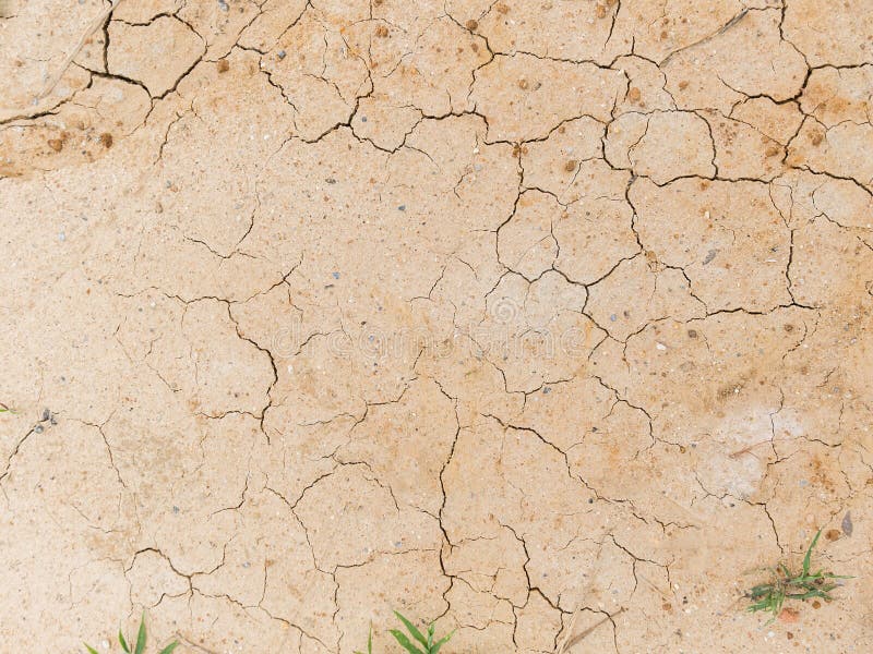 Plant Surviving in Dry Ground Stock Image - Image of grow, ground: 74098987