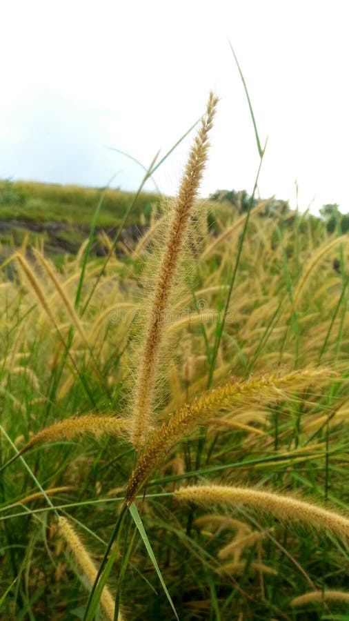 Red-hot Cat Tail Plant, Acalypha Hispida Euphorbiaceae From New Guinea ...