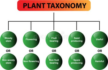 Plant Taxonomy Diagram - Vector Stock Vector - Illustration of biology ...