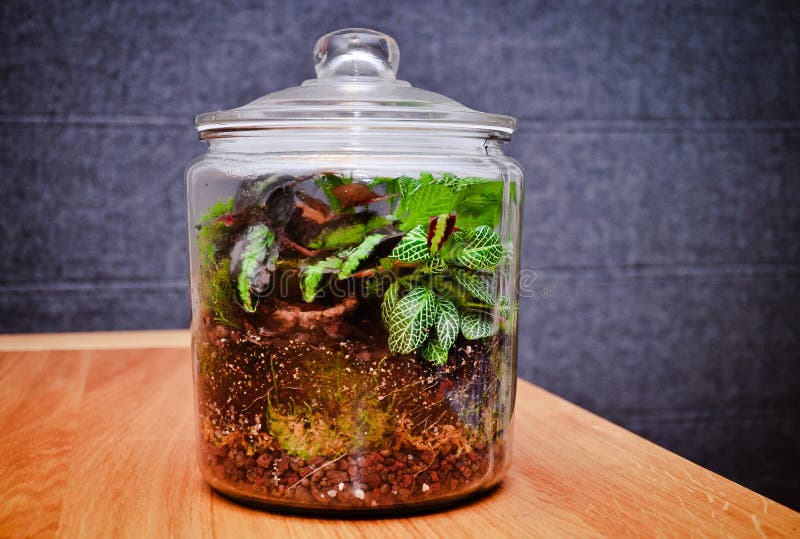 Plant Terrarium in the Closed Glass Jar Stock Image - Image of humid ...