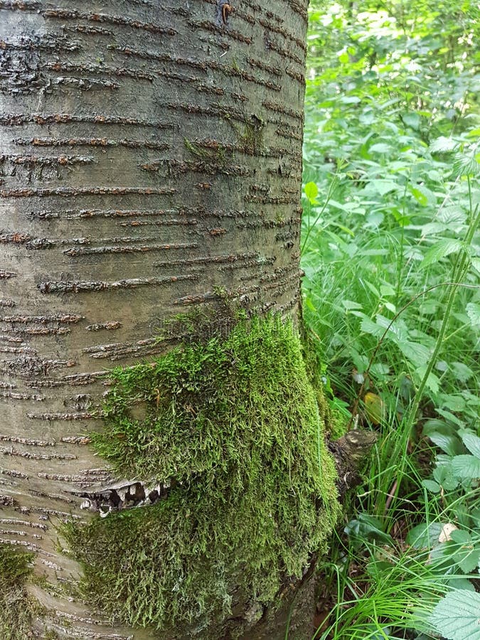 Plant, Terrestrial Plant, Tree, Trunk Stock Image - Image of green ...