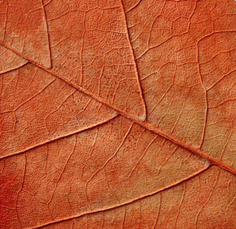 Red Leaf Closeup stock image. Image of plant, blade, texture - 2441063