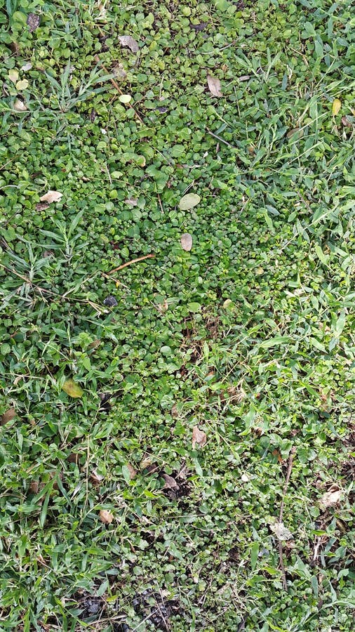 The Plant Texture Background Stock Image - Image of nature, unwanted ...