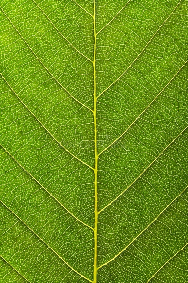 Plant texture stock photo. Image of verdant, surface - 31263564