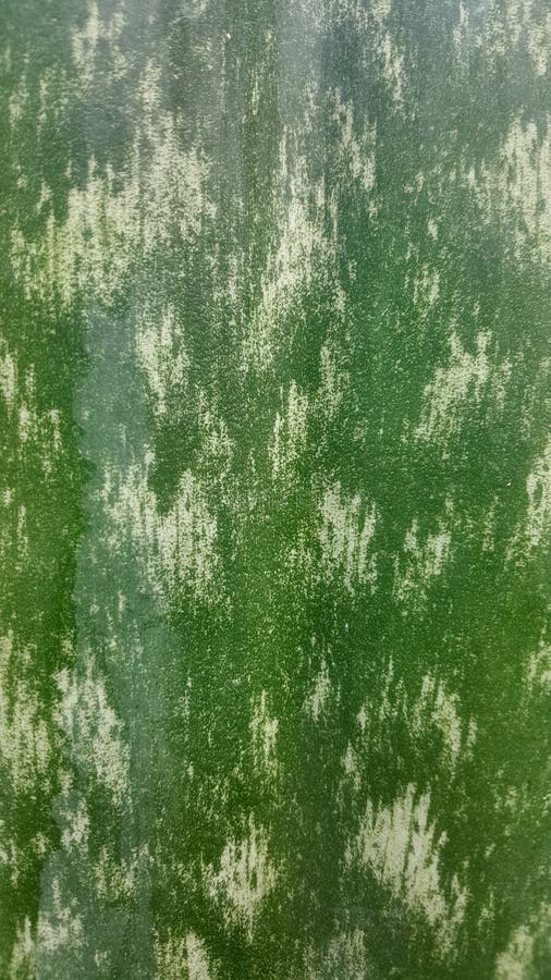 Plant Texture Green White Varigated Stock Photo - Image of varigated ...
