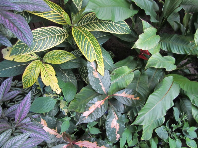 Plant texture stock image. Image of plant, unique, natural - 77782597