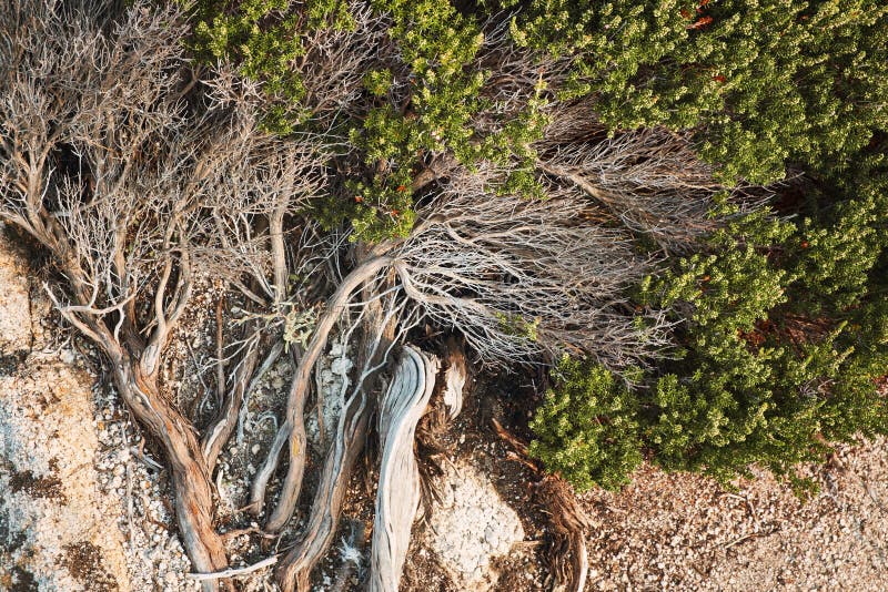 Plant texture top view stock photo. Image of growth - 118501400