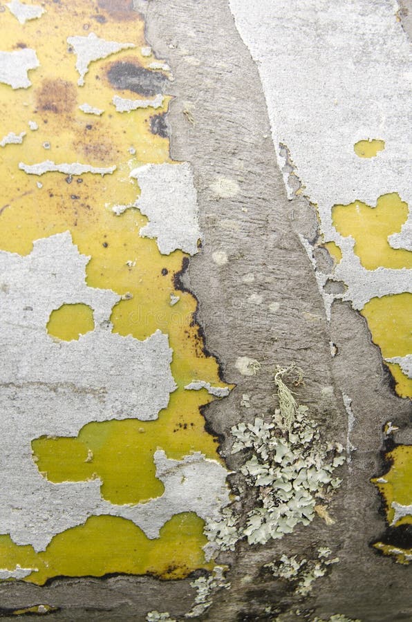 Plant Texture, Wax Palm Trunk Surface Stock Image - Image of colorful ...