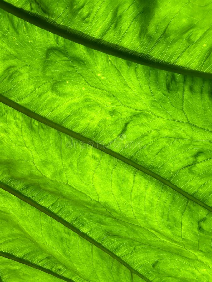 Plant Textures and Patterns Background Stock Photo - Image of leaf ...