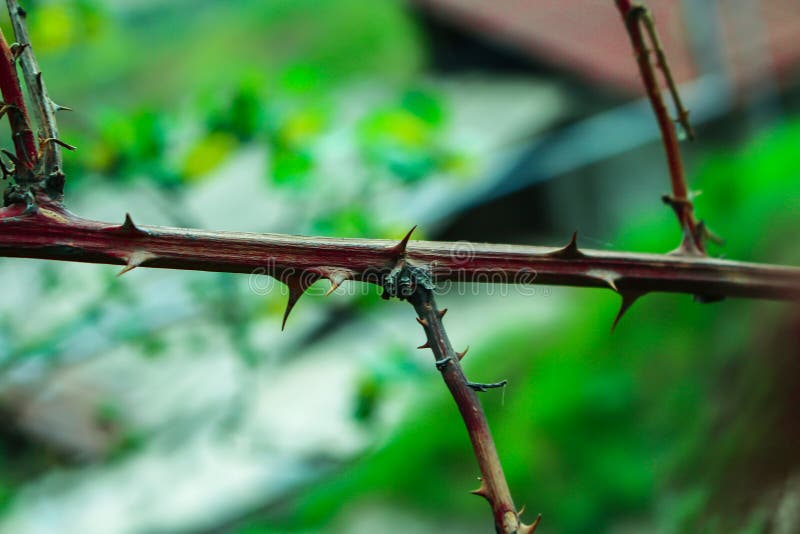 Plant thorn stock image. Image of beautiful, field, gardenn - 91074701