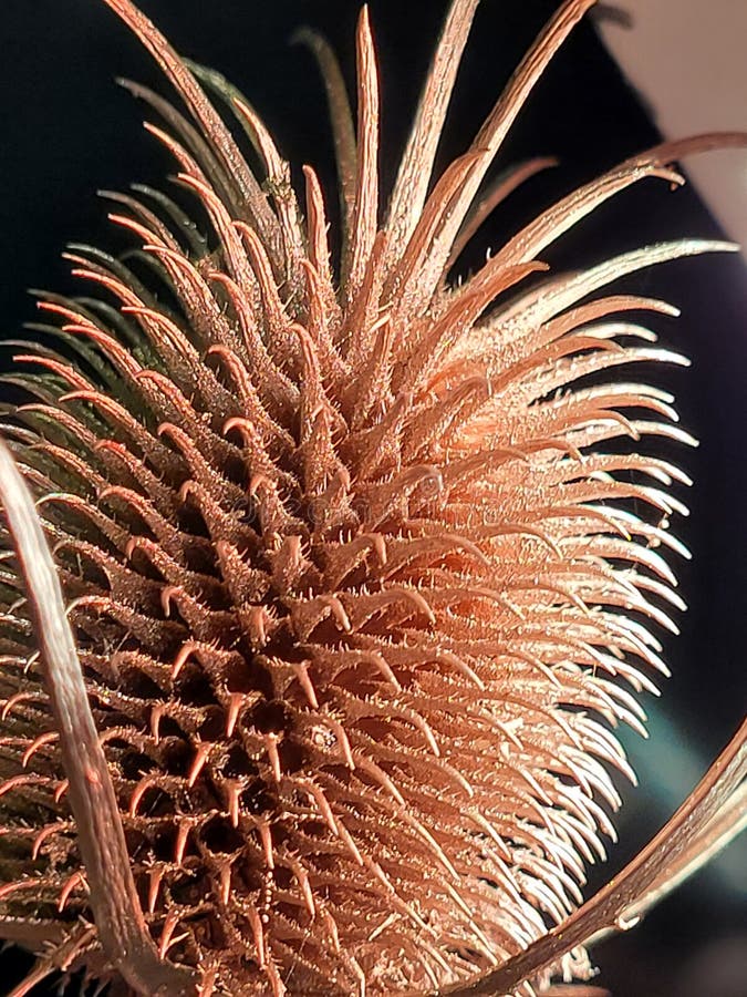 Plant Thorn Pattern Texture Gold Trippy Weird Stock Image - Image of ...