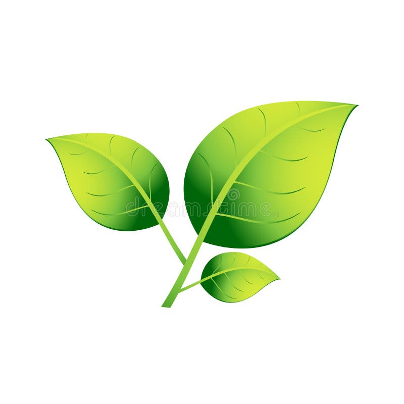 A Plant with Three Green Leaves on a White Background. EPS 10. Stock ...