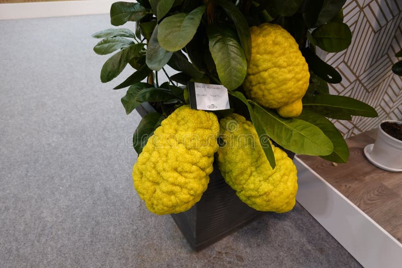 A Lemon Tree Plant with Three Big Lemons on it Stock Image - Image of ...