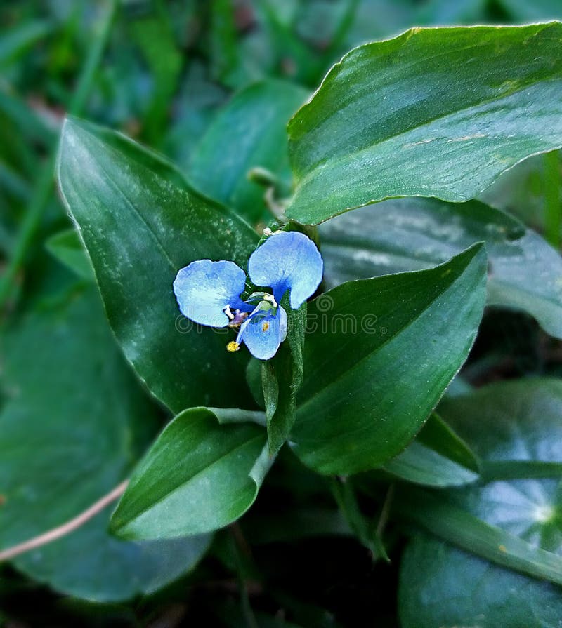 Commelina (Trapoeraba) Flower Stock Photo - Image of flowering, herb: 274566074