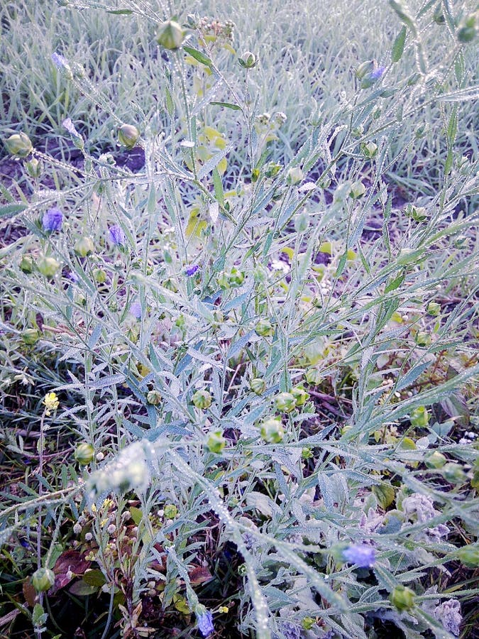 A Plant of Tisi Good Look Nice Stock Image - Image of tisi, plant ...